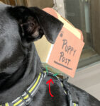 Puppy Post! | Pop Goes the Page