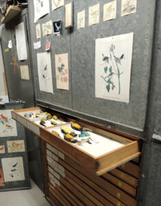 A Library for the Birds | Pop Goes the Page