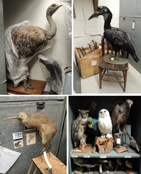 A Library for the Birds | Pop Goes the Page