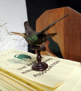 A Library for the Birds | Pop Goes the Page