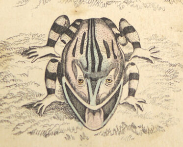 Ode to the Toad | Pop Goes the Page